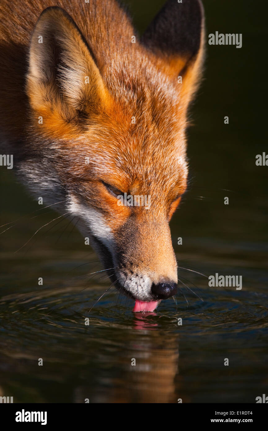 Thirsty red fox hi-res stock photography and images - Alamy