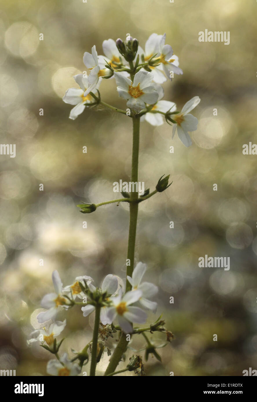 Violet foil hi-res stock photography and images - Alamy