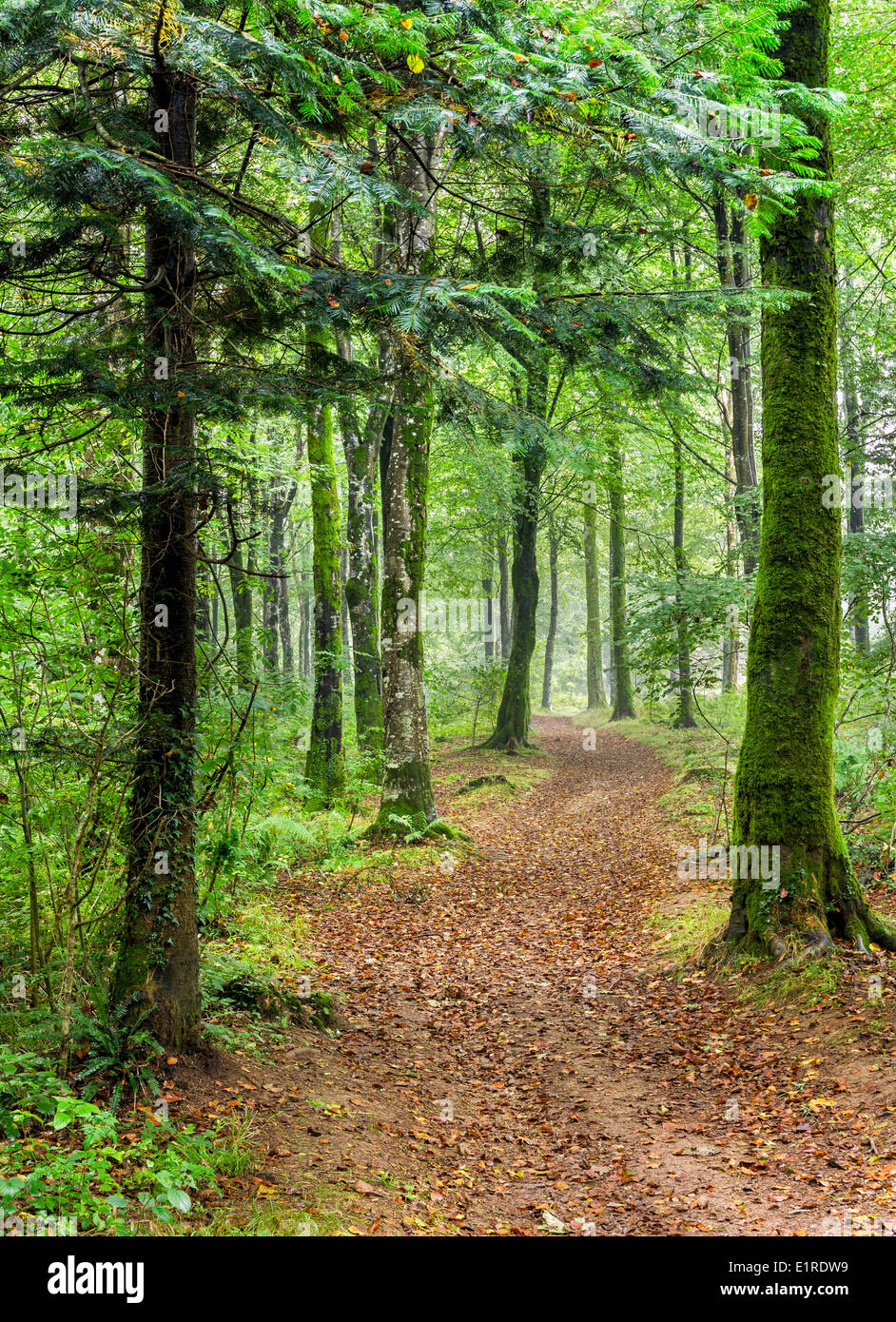 Path leading through woods in Cornwall Stock Photo - Alamy
