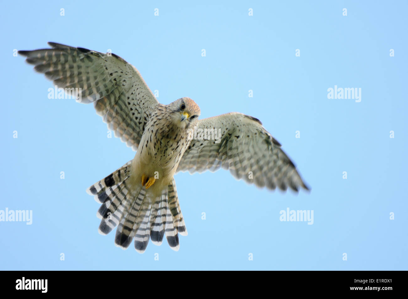 Adult female Kestrel with moulting tail hoovering Stock Photo - Alamy