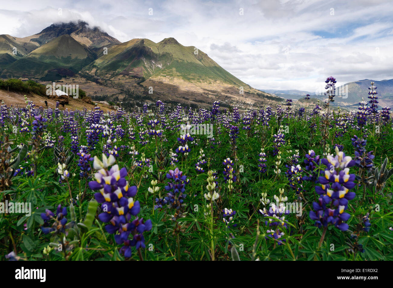 Ecuador flower andes mountain hi-res stock photography and images - Alamy