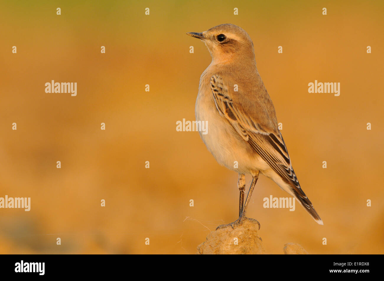 Flycatcher on migration hi-res stock photography and images - Alamy