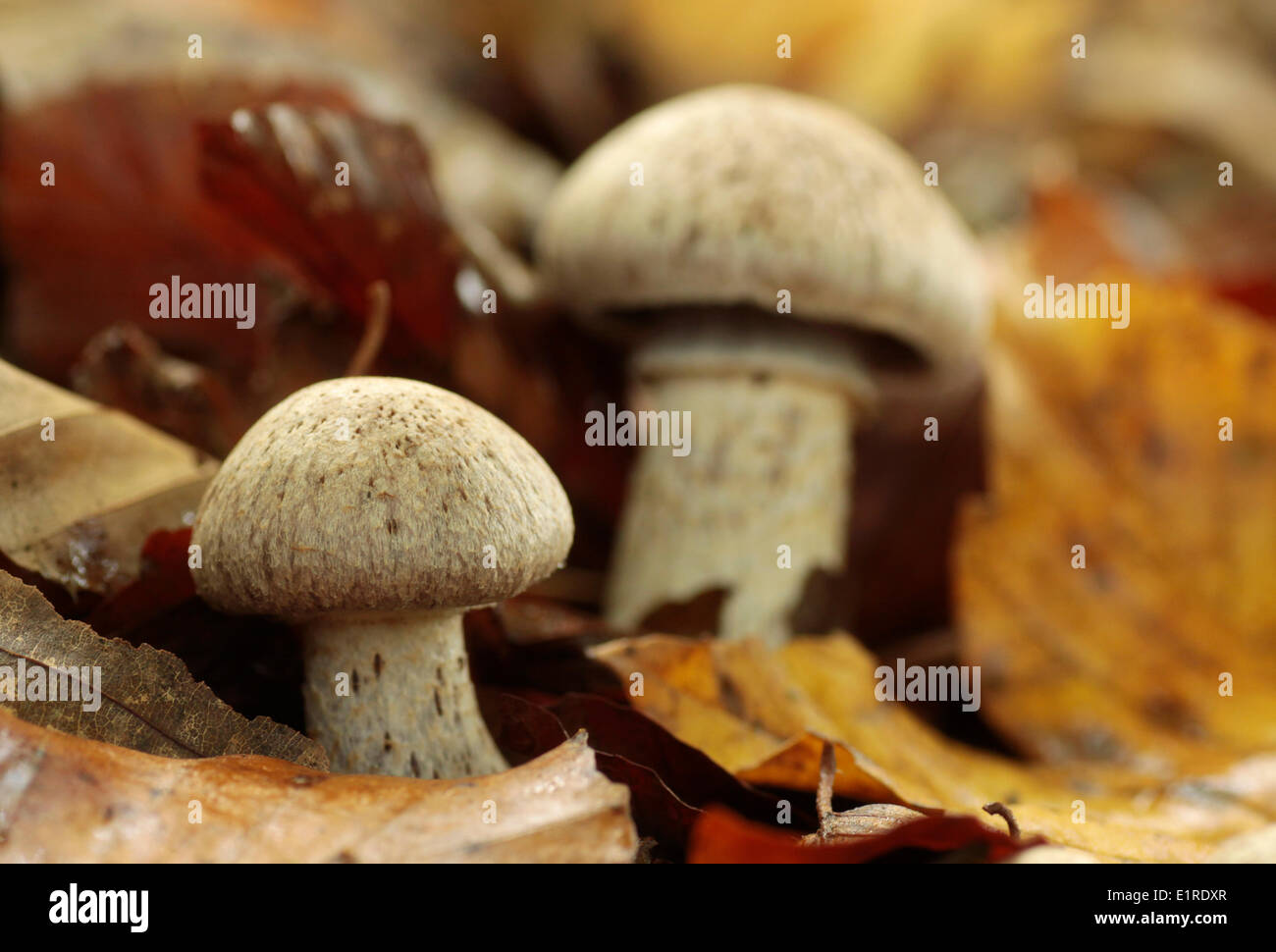 Blushing wood mushrooms hi-res stock photography and images - Alamy