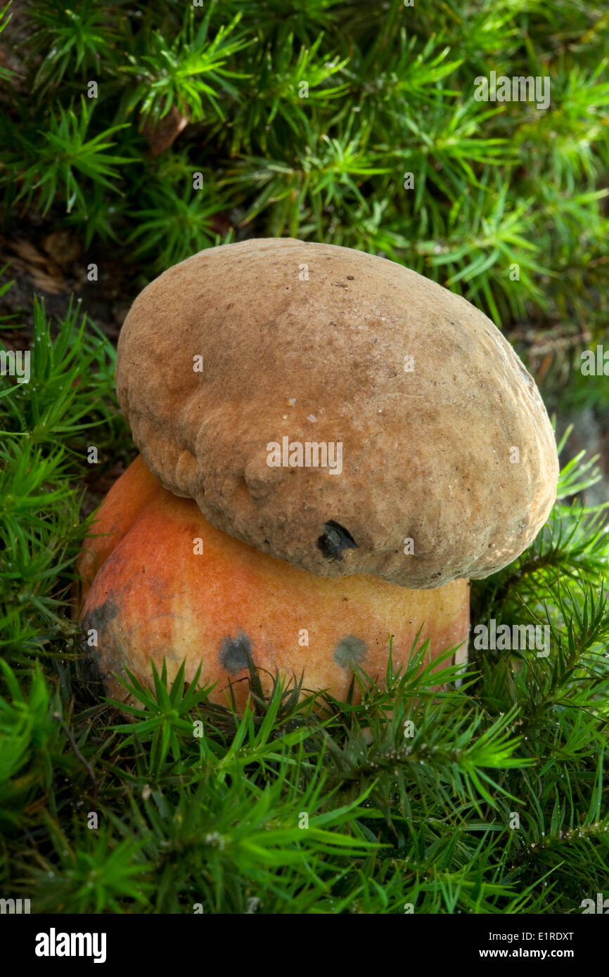 Scarletina Bolete Boletus Erythropus High Resolution Stock Photography ...