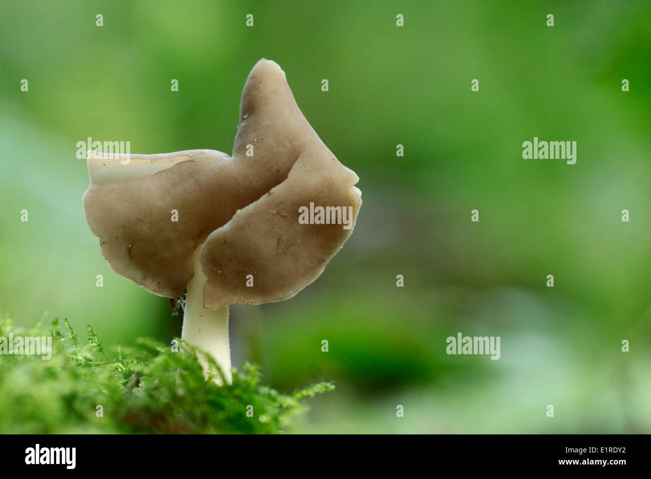 Helvella elastica hi-res stock photography and images - Alamy