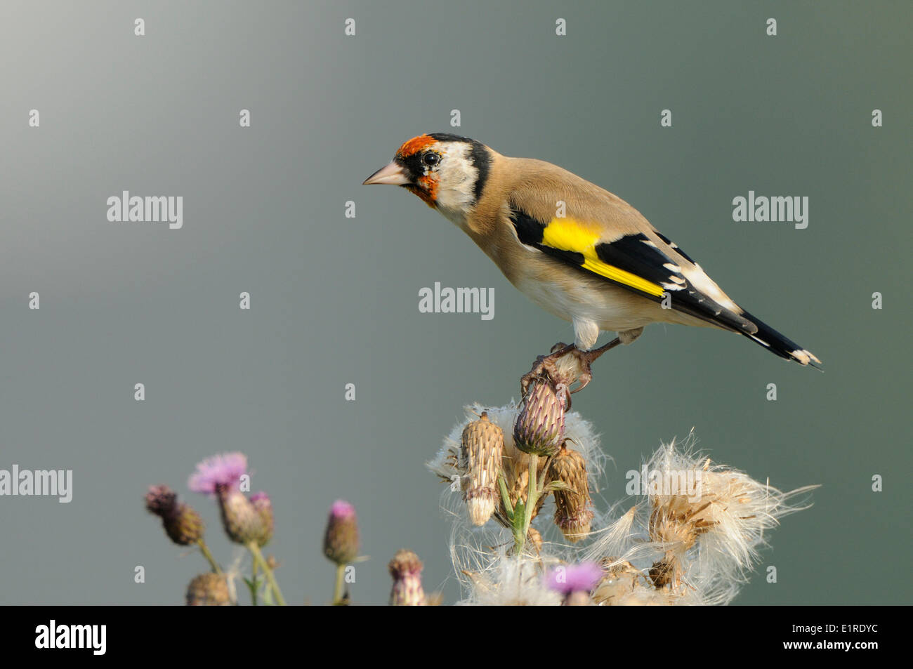 Indian thistle hi-res stock photography and images - Alamy