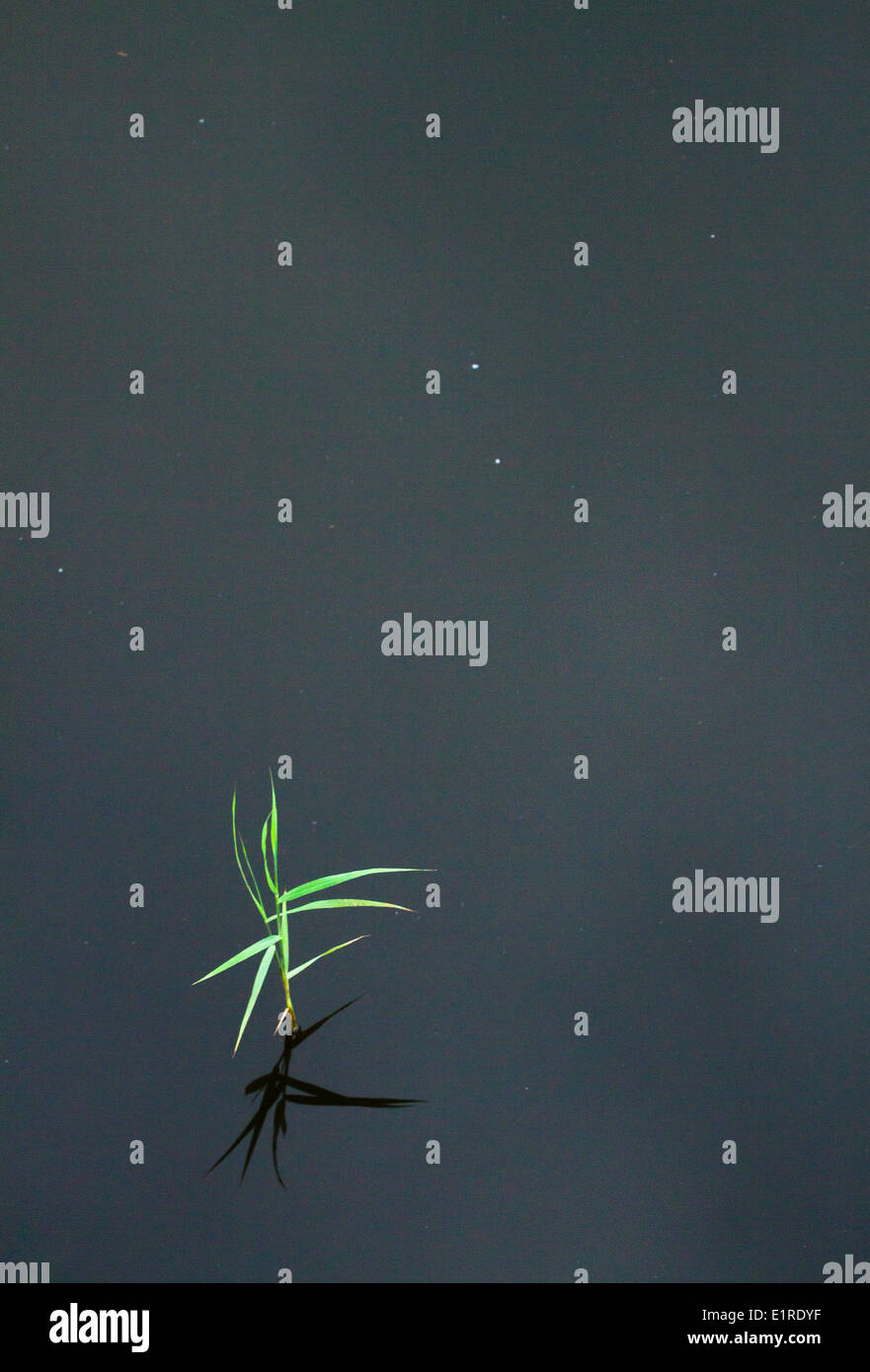 Lonely stem hi-res stock photography and images - Alamy