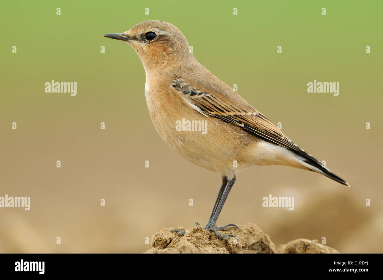 First winter Wheatear during autumn migration Stock Photo - Alamy