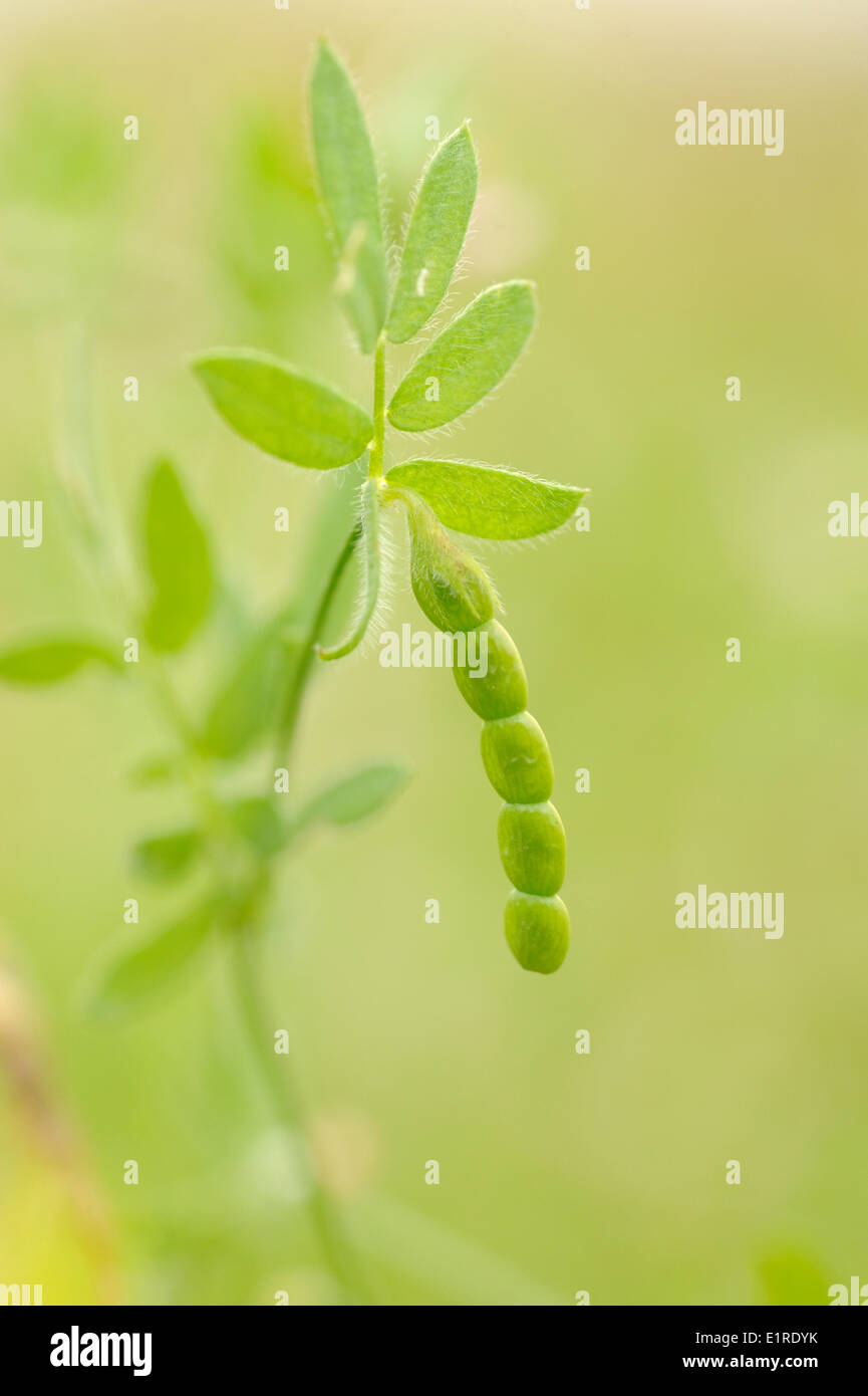 French bean flowering hi-res stock photography and images - Alamy