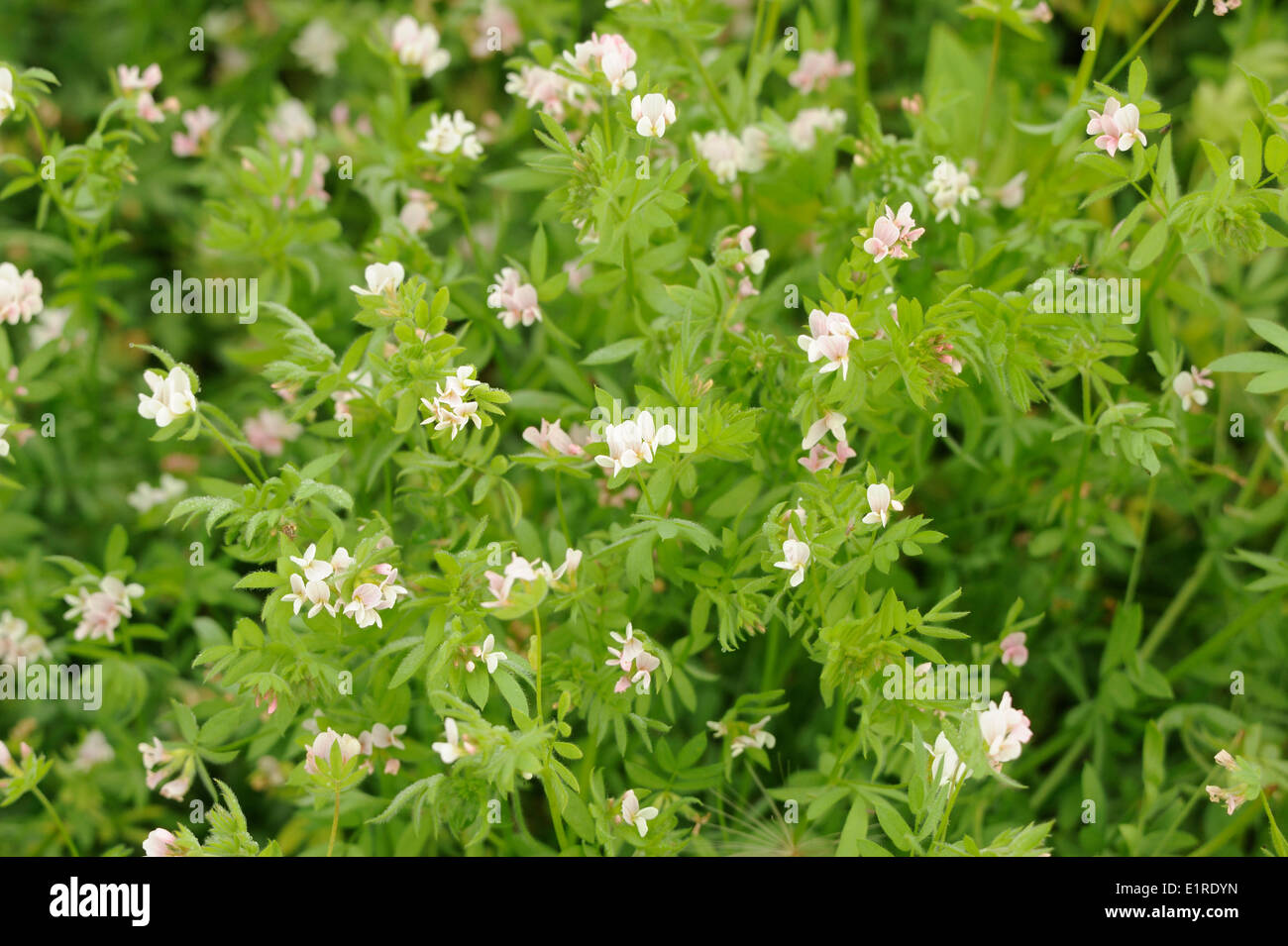 French bean flowering hi-res stock photography and images - Alamy