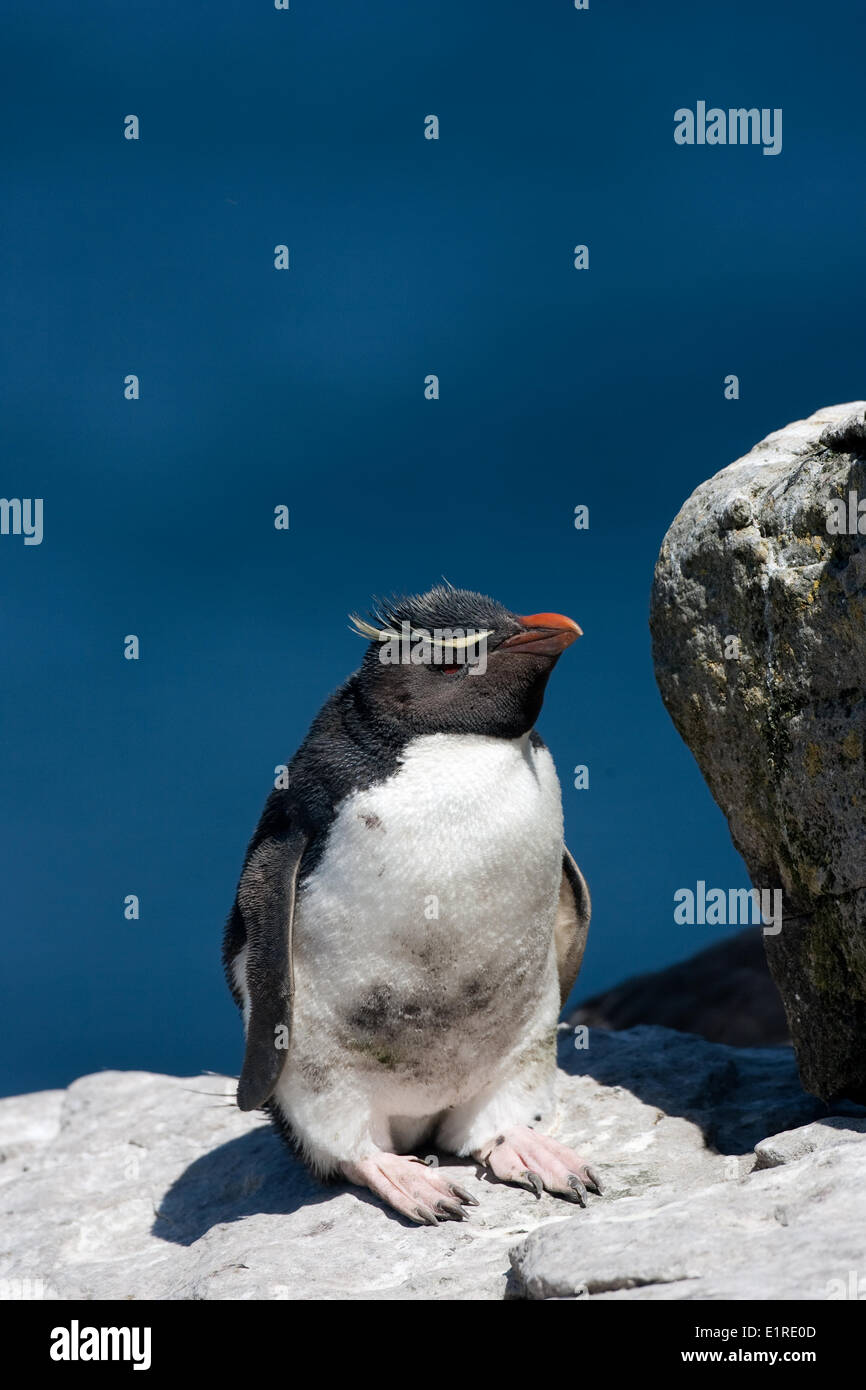 Western Rockhopper Penguin (Eudyptes chrysocome chrysocome), basking in ...