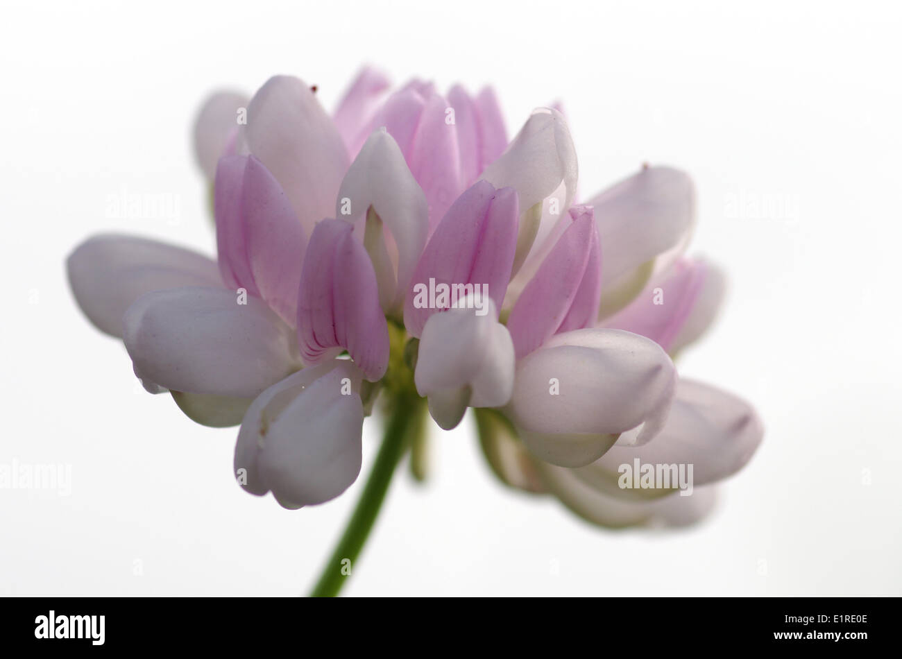 Close-up of the flower of the Crown Vetch against white background ...