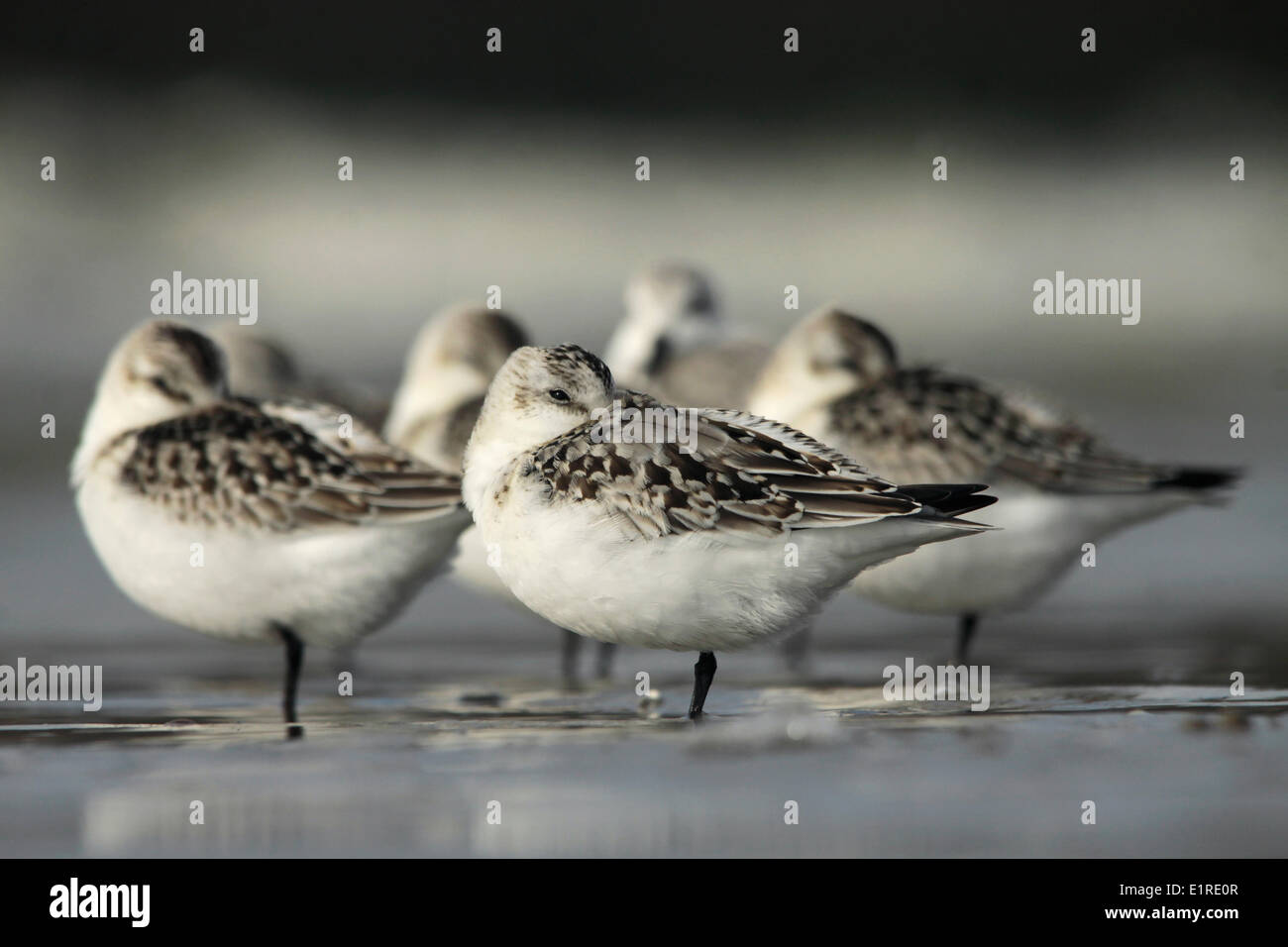 Resting sanderlings hi-res stock photography and images - Alamy