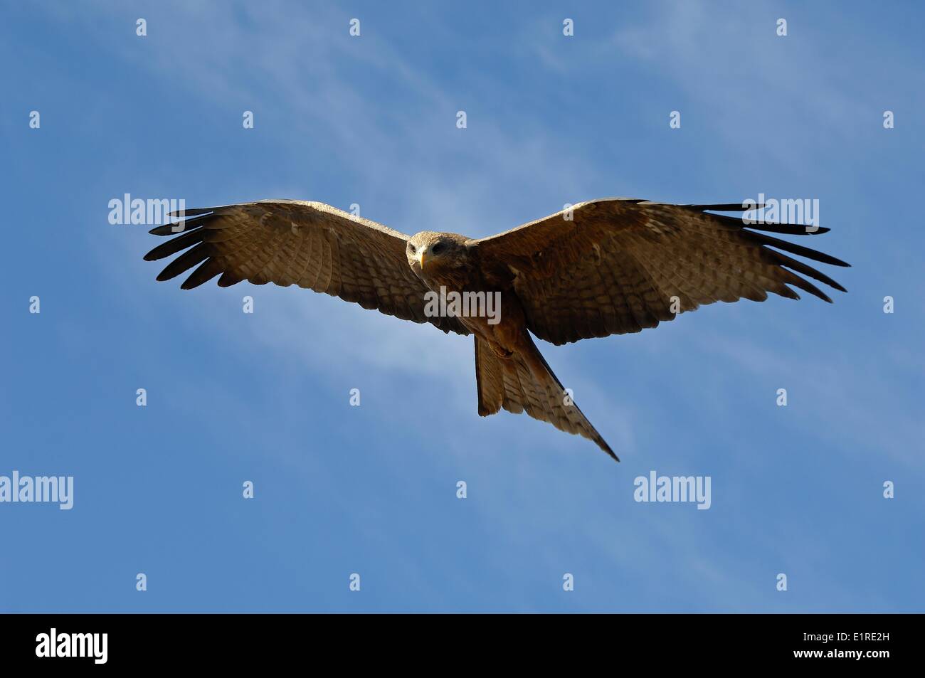Flying Yellow-billed Kite Stock Photo - Alamy