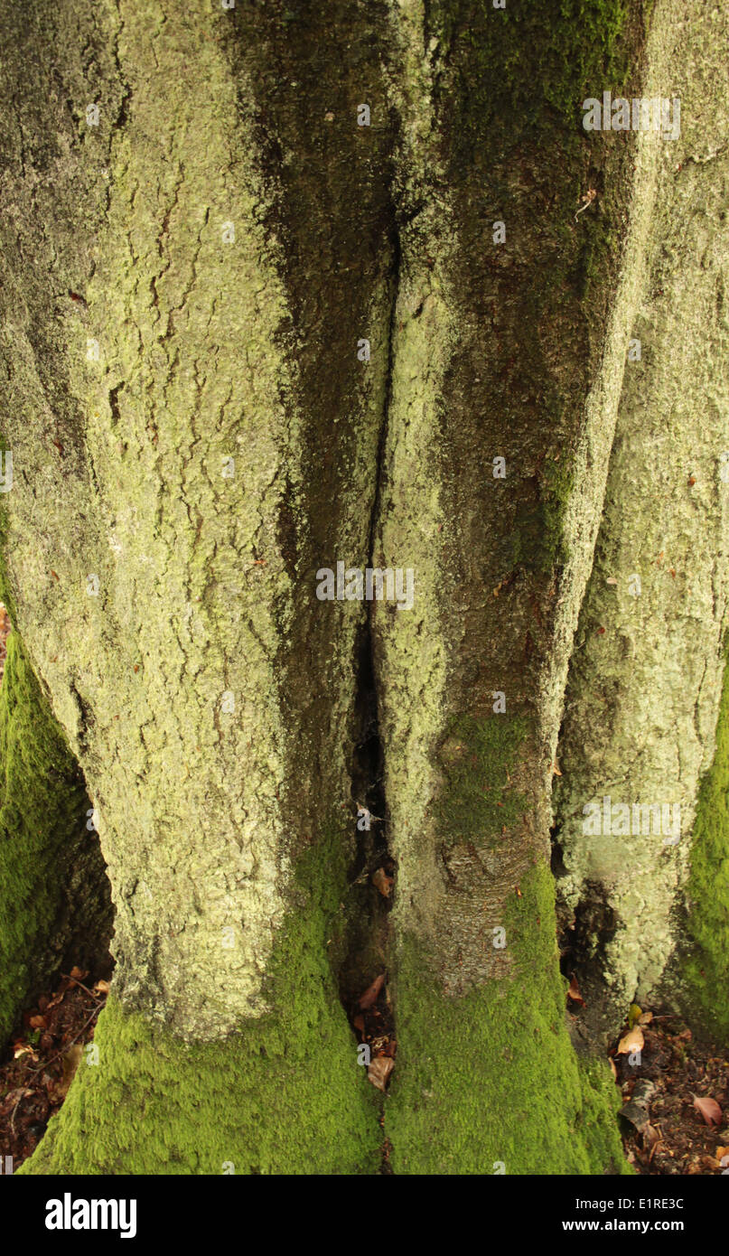 Stem of a beech covered with moss, detail Stock Photo - Alamy