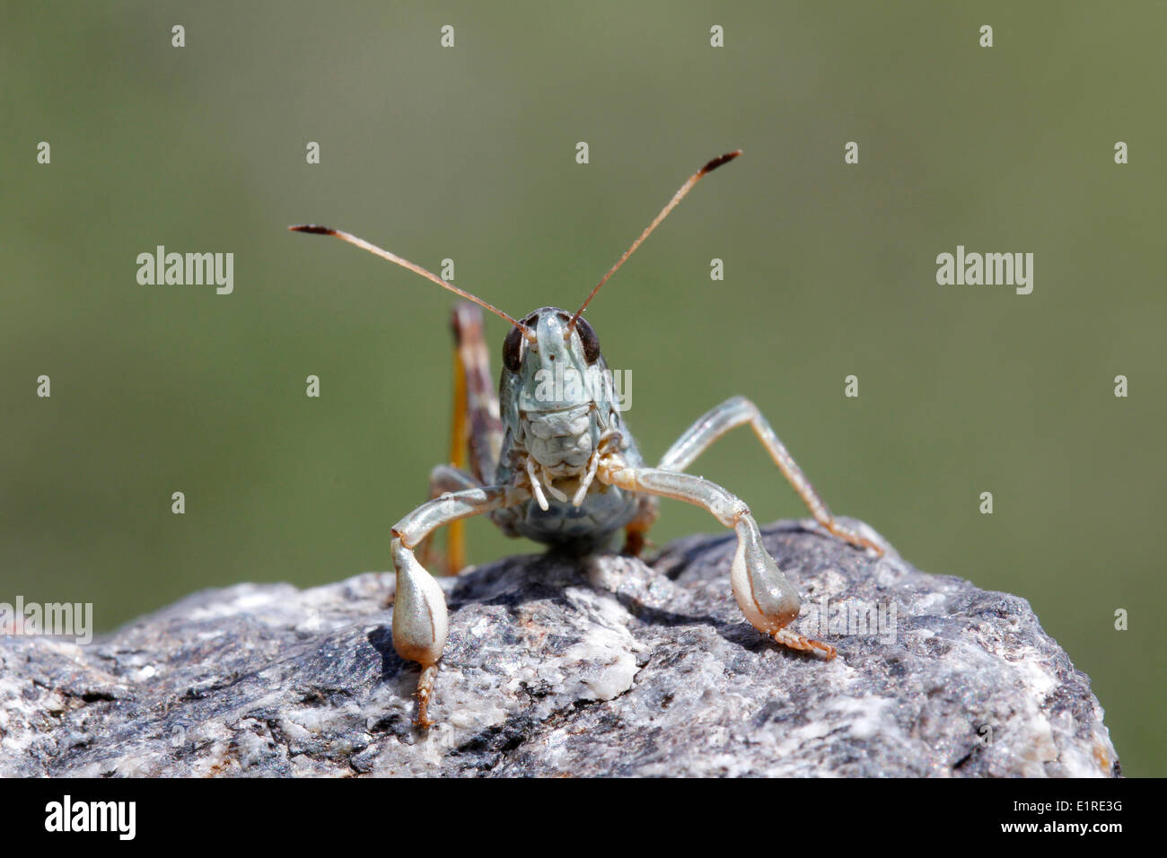 Gomphocerus sibiricus hi-res stock photography and images - Alamy