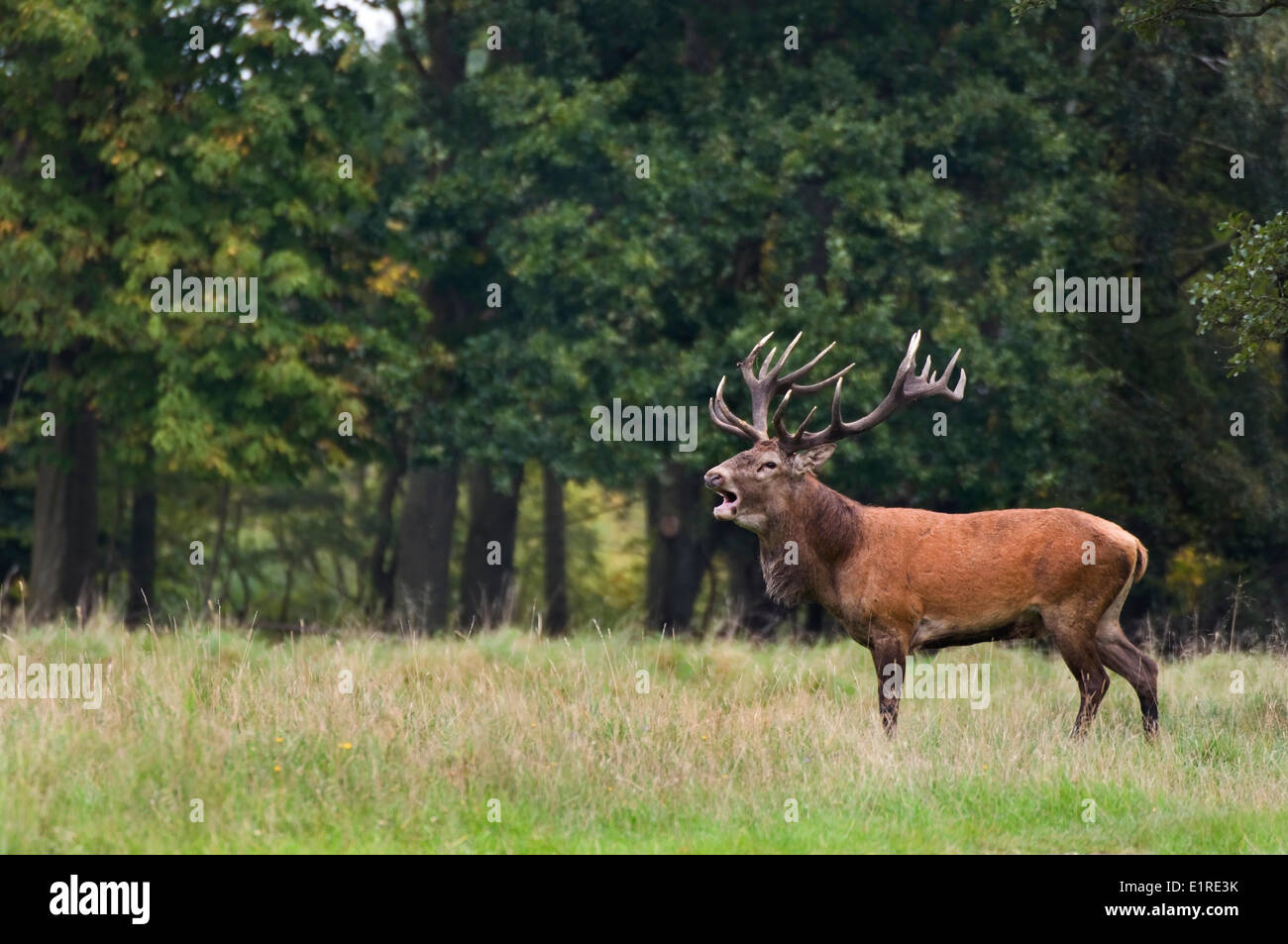 Bellowing red deer hi-res stock photography and images - Alamy