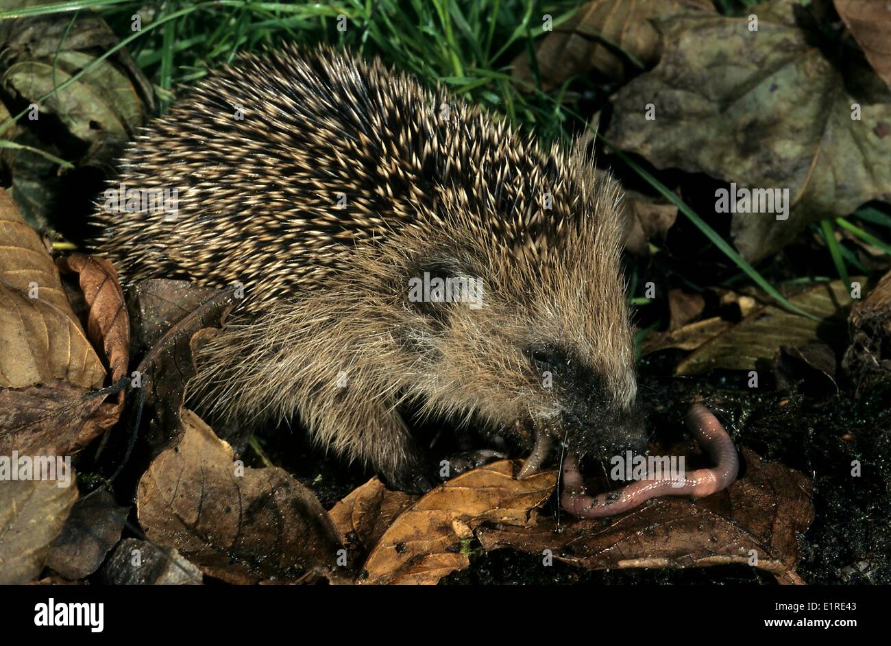 Hedgehog prey hi-res stock photography and images - Alamy