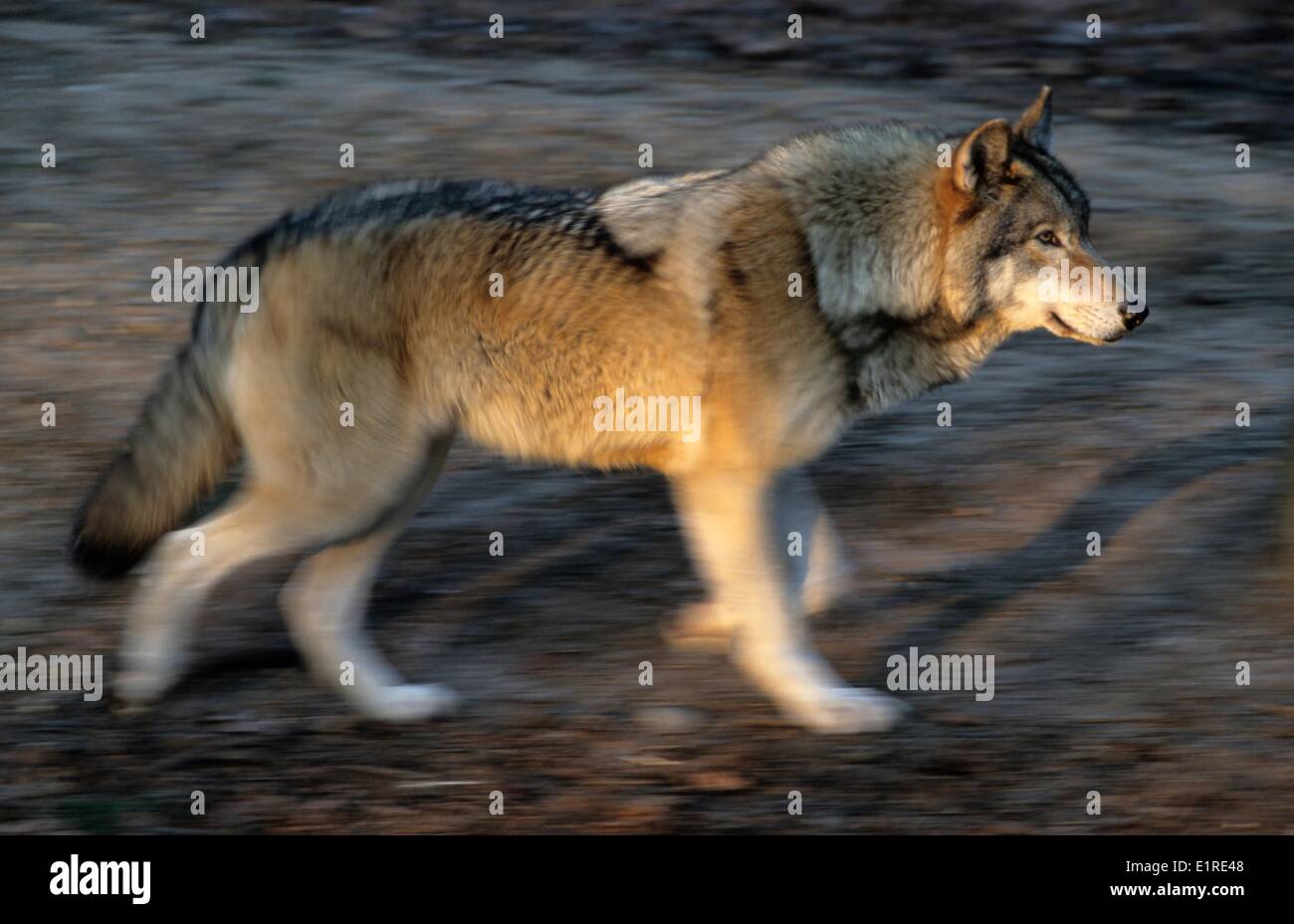 Running Gray Wolf Stock Photo - Alamy