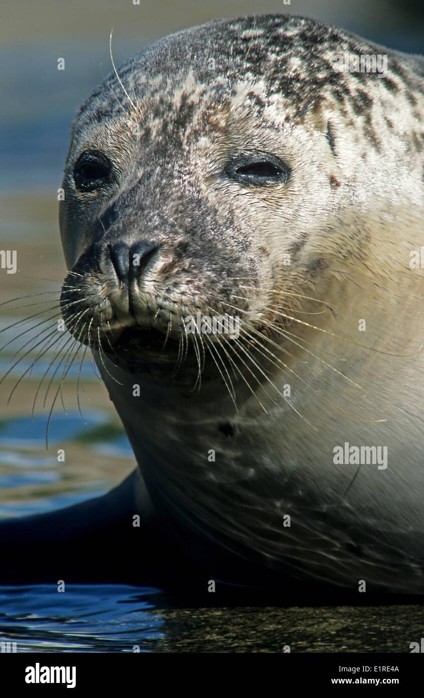 Portrait of a seal hi-res stock photography and images - Alamy