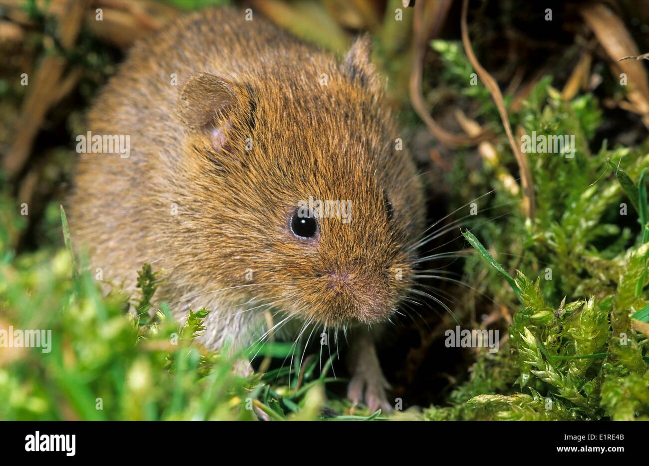 Common Vole in close-up Stock Photo - Alamy