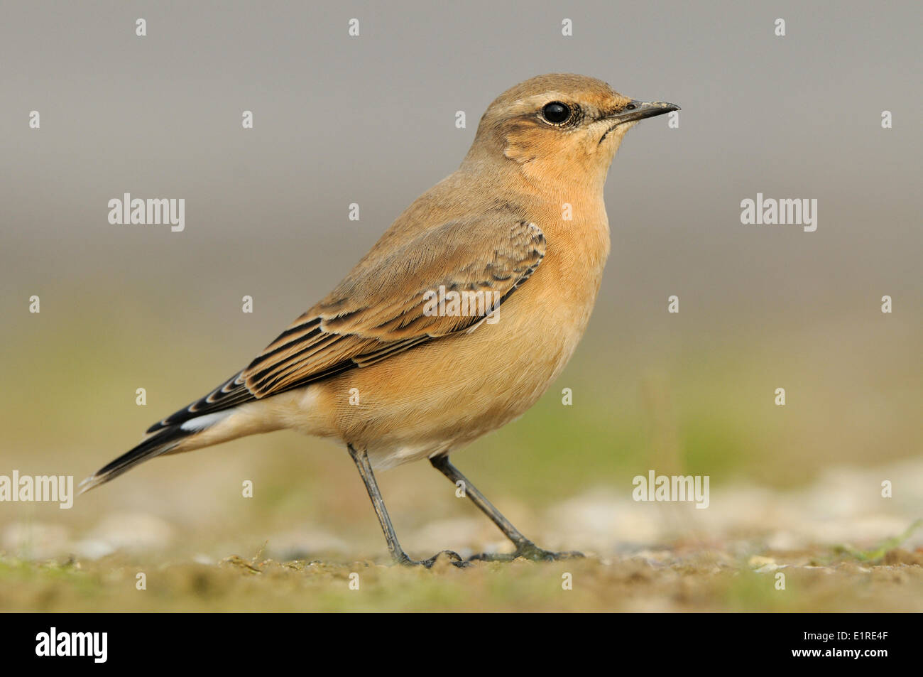 Migrating northern wheatear hi-res stock photography and images - Alamy