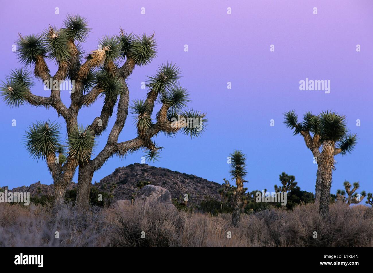 Yucca palm tree hi-res stock photography and images - Alamy