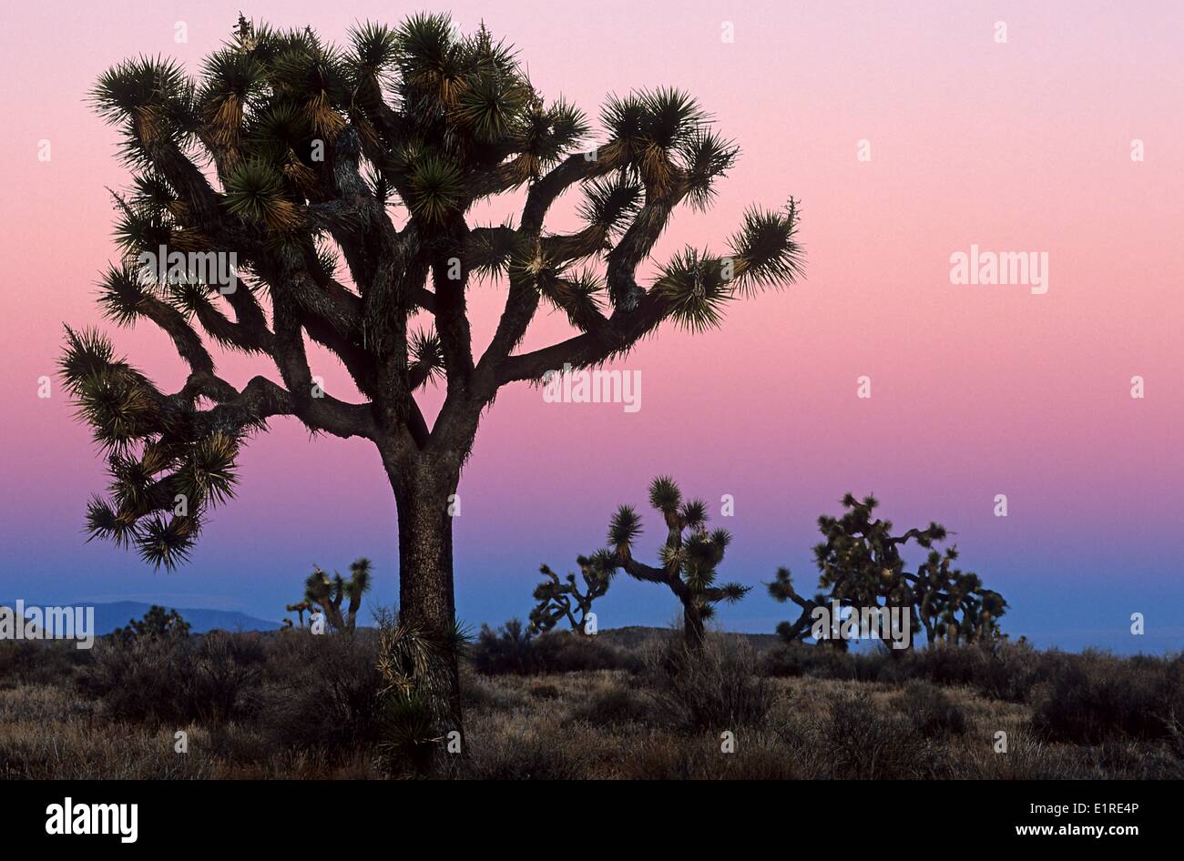 Impression of the Yucca trees in Joshua Tree N.P Stock Photo - Alamy