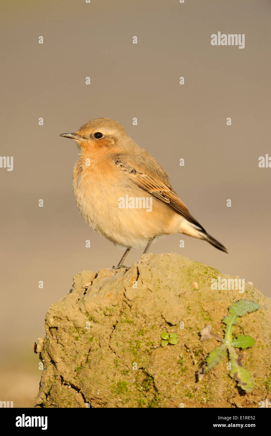 Soil fauna hi-res stock photography and images - Alamy