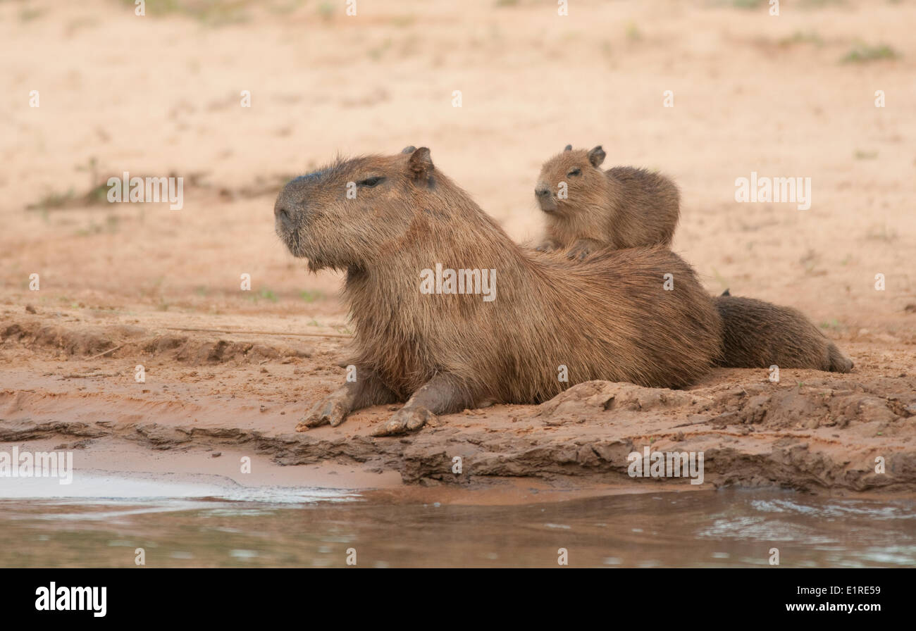 Capybara with young on her back Stock Photo - Alamy