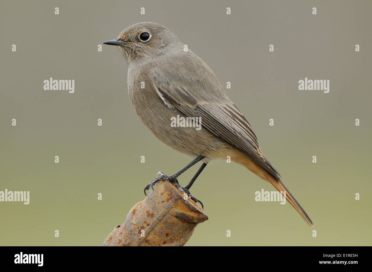 Black redstart female hi-res stock photography and images - Alamy