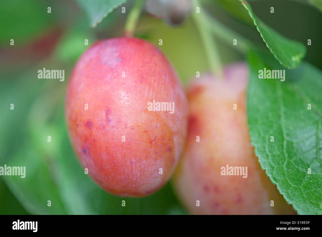 Prunes tree hi-res stock photography and images - Alamy