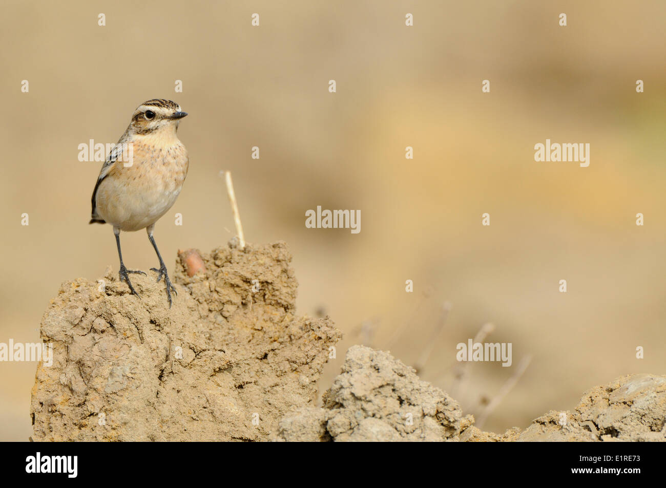 Whinchat juvenile hi-res stock photography and images - Alamy