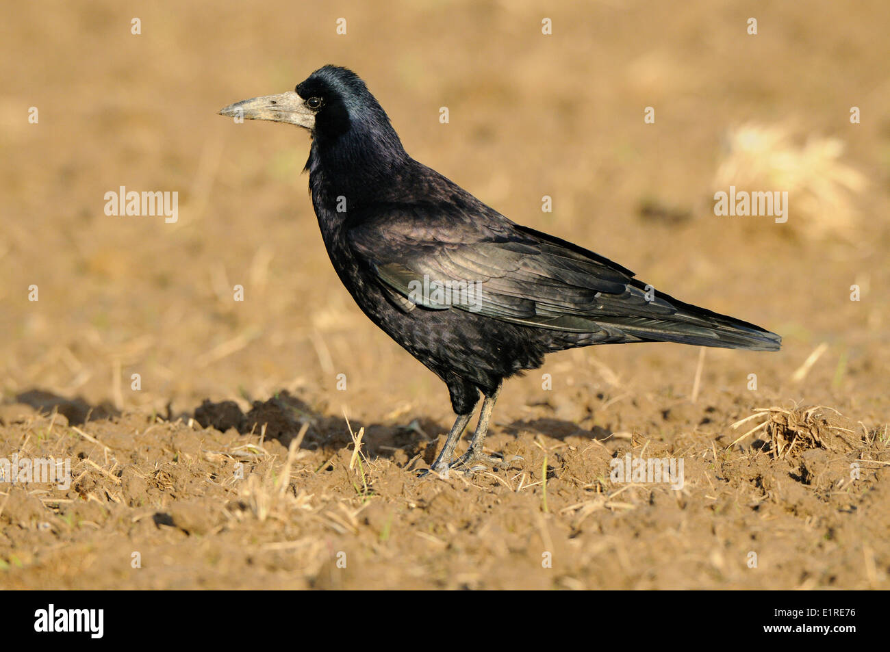 The rook hi-res stock photography and images - Alamy