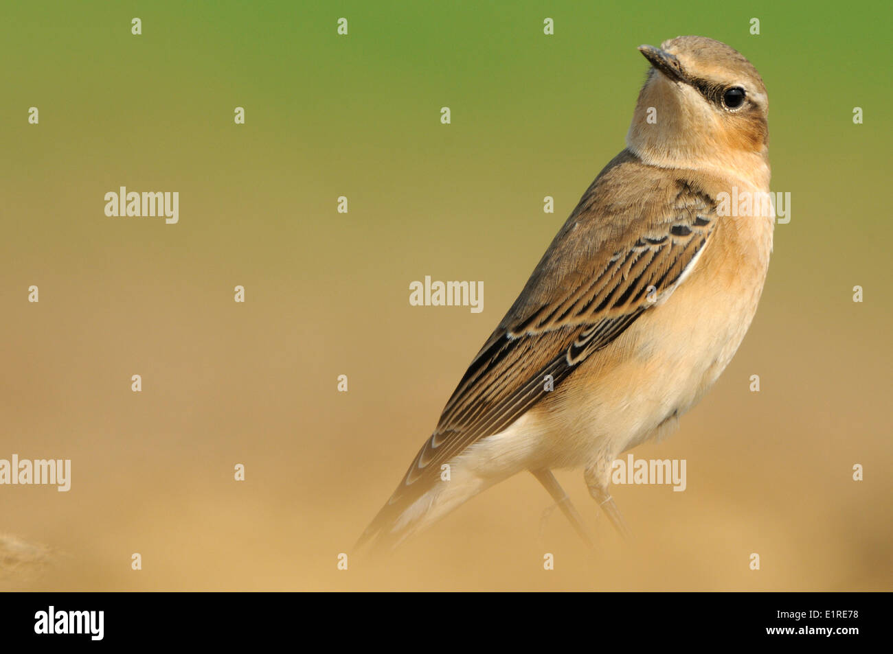 Migrating northern wheatear hi-res stock photography and images - Alamy