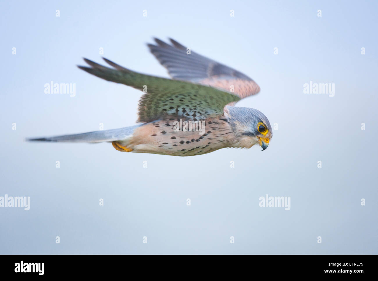 Kestrel hunting behaviour hi-res stock photography and images - Alamy