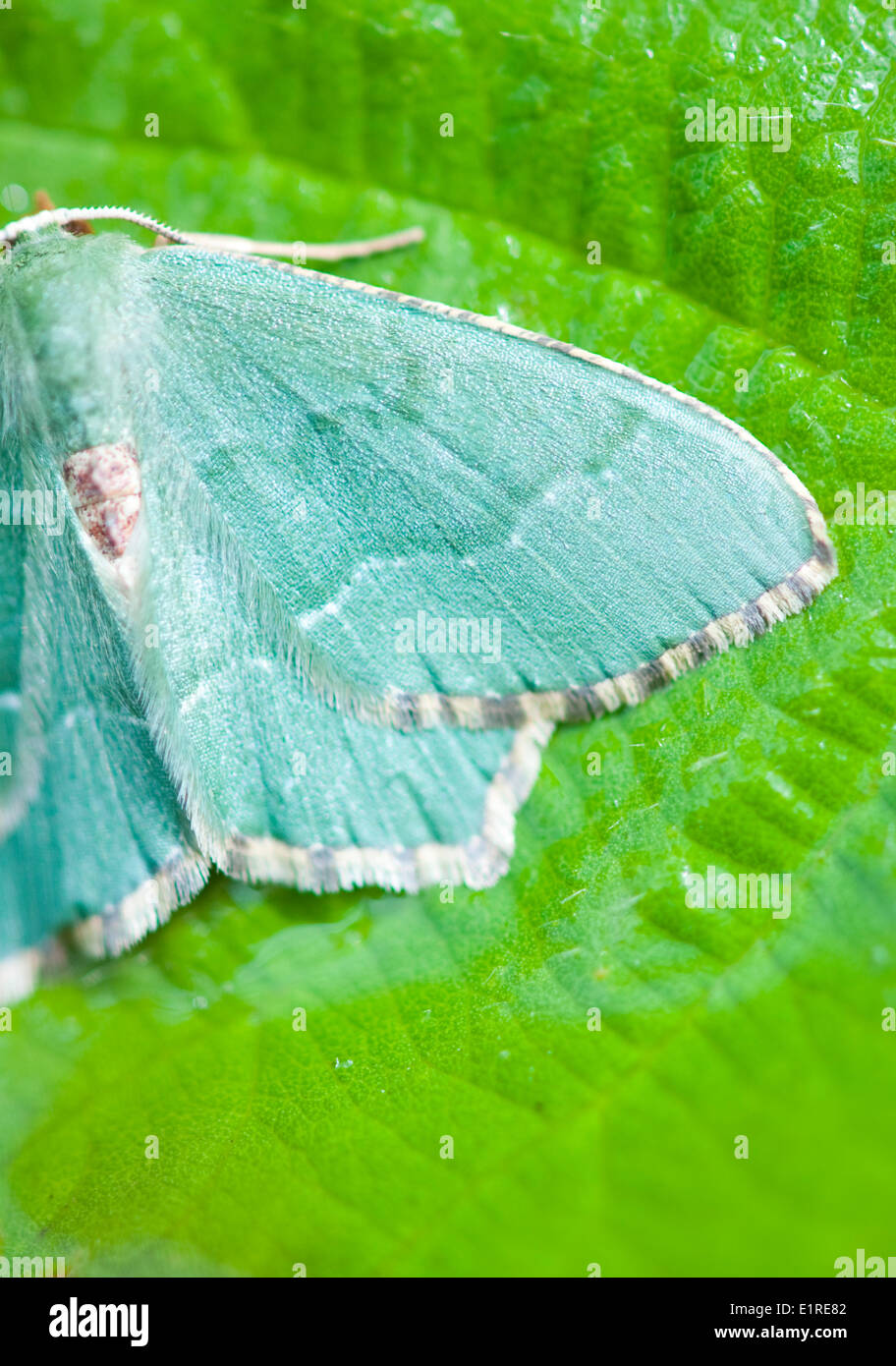Common Emerald in close-up Stock Photo - Alamy