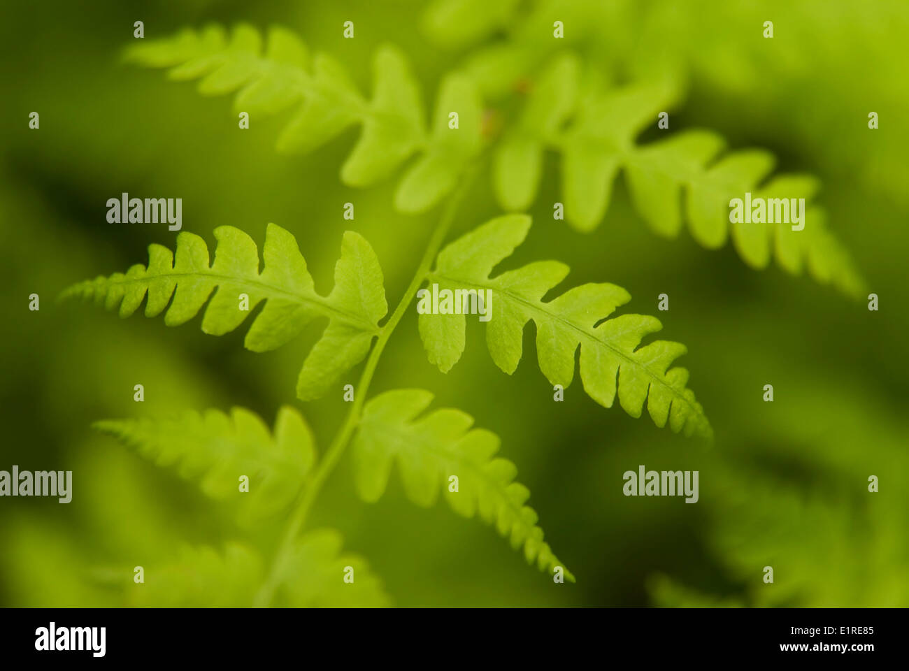 Eastern marsh ferns hi-res stock photography and images - Alamy