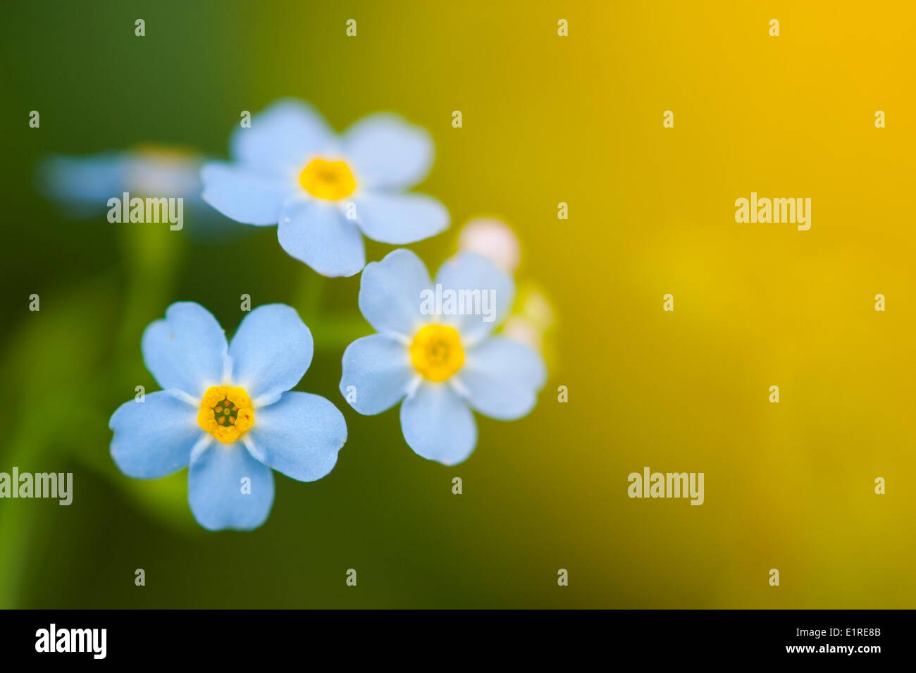 Yellow forget me not hi-res stock photography and images - Alamy