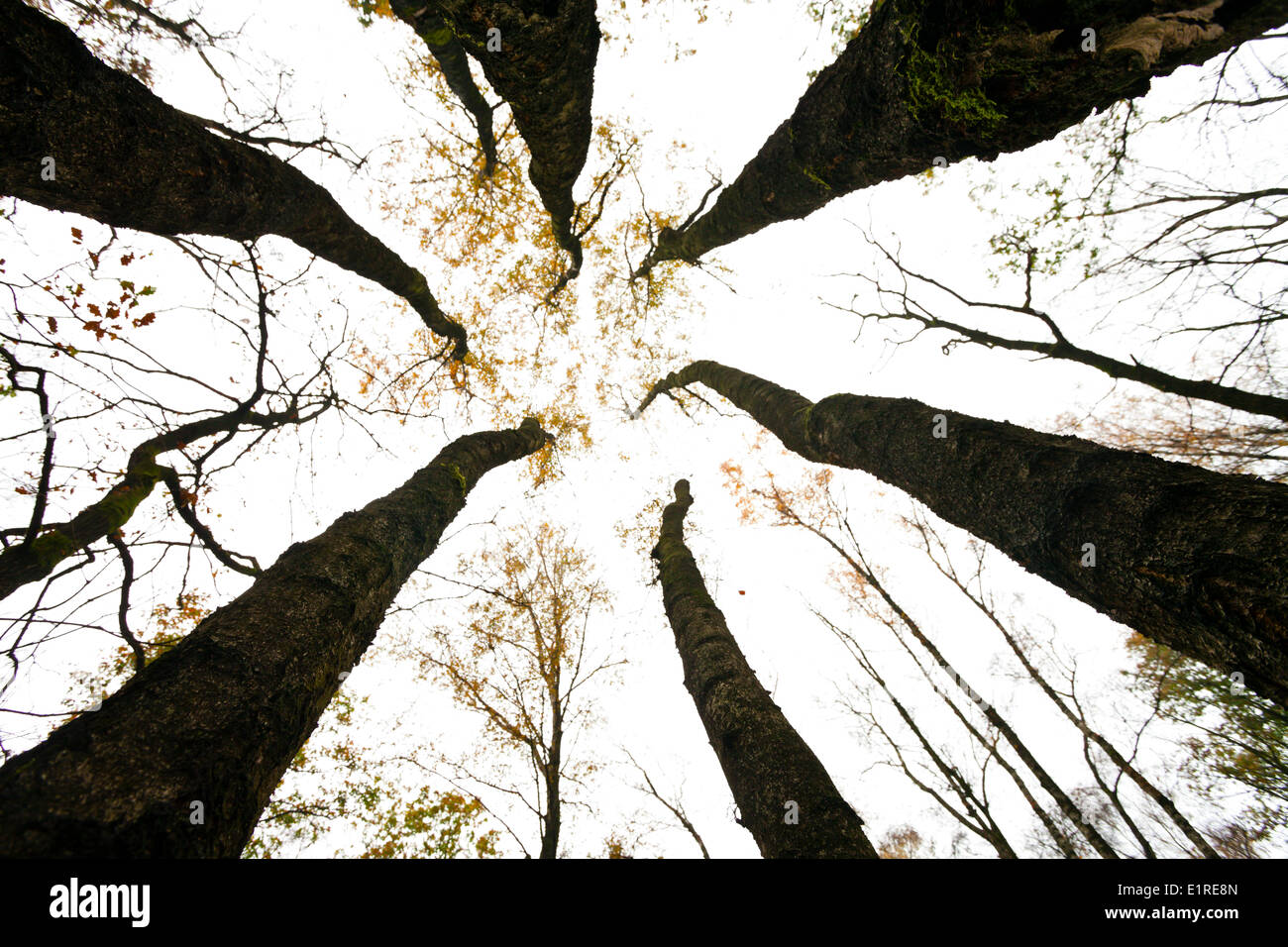 Reach in tree hi-res stock photography and images - Alamy