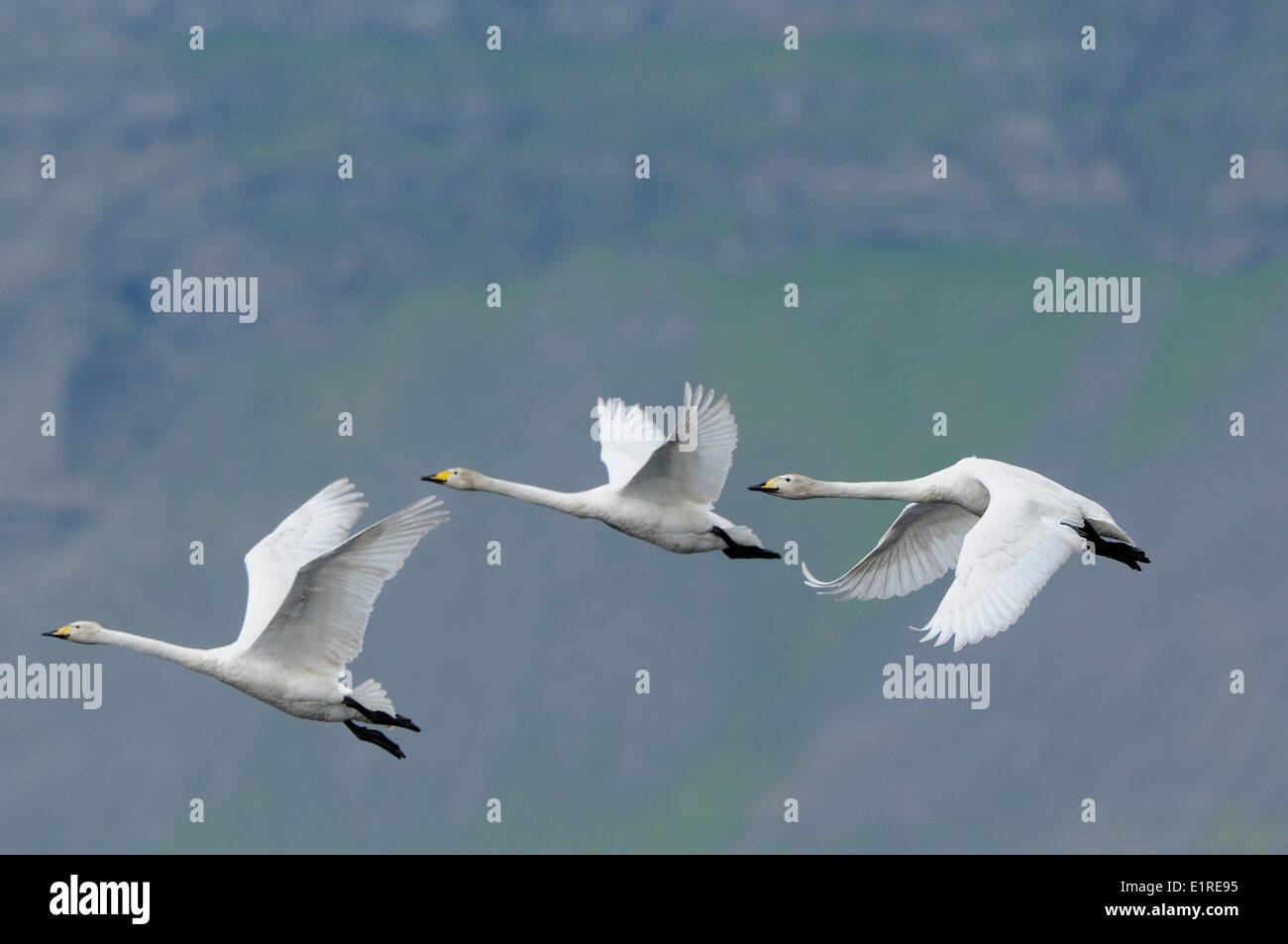 Rare swan species hi-res stock photography and images - Alamy