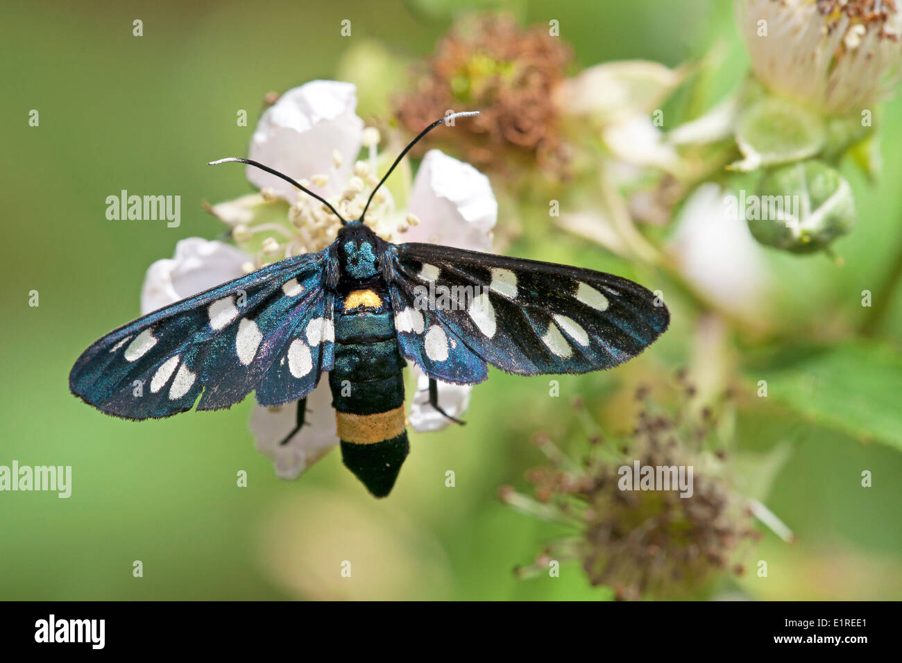 photo of a nine-spotted moth on the blossem of bremble Stock Photo - Alamy