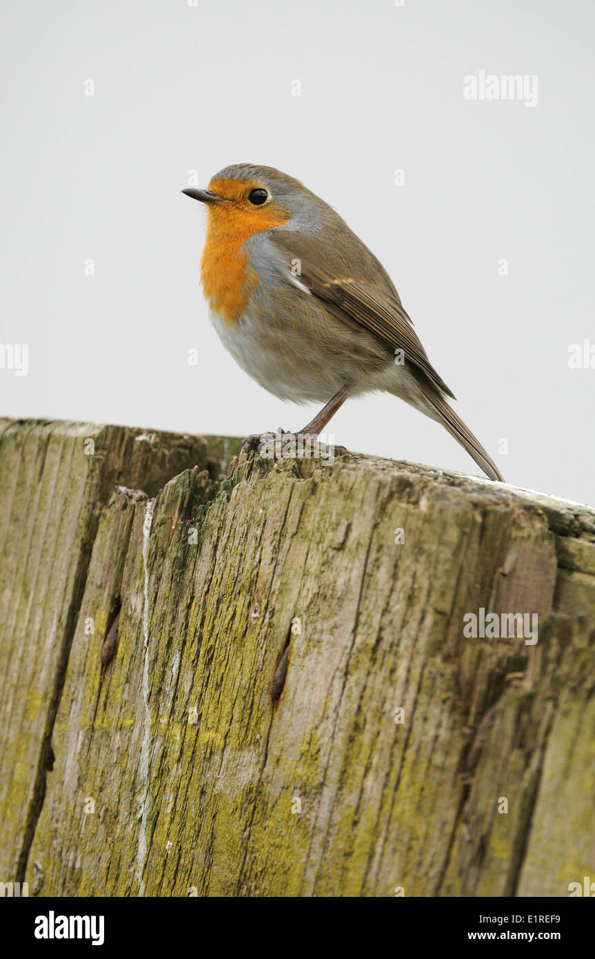 Robin wood hi-res stock photography and images - Alamy