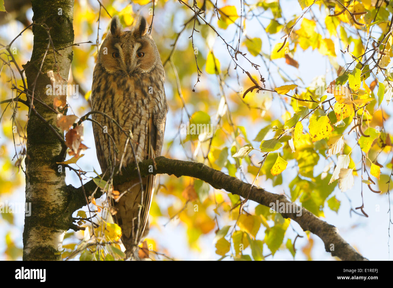 Long-eared Owl perched in tree with fall colors Stock Photo - Alamy