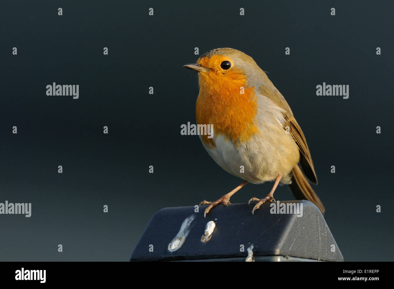 European Robin perched on black fence against a dark grey background ...