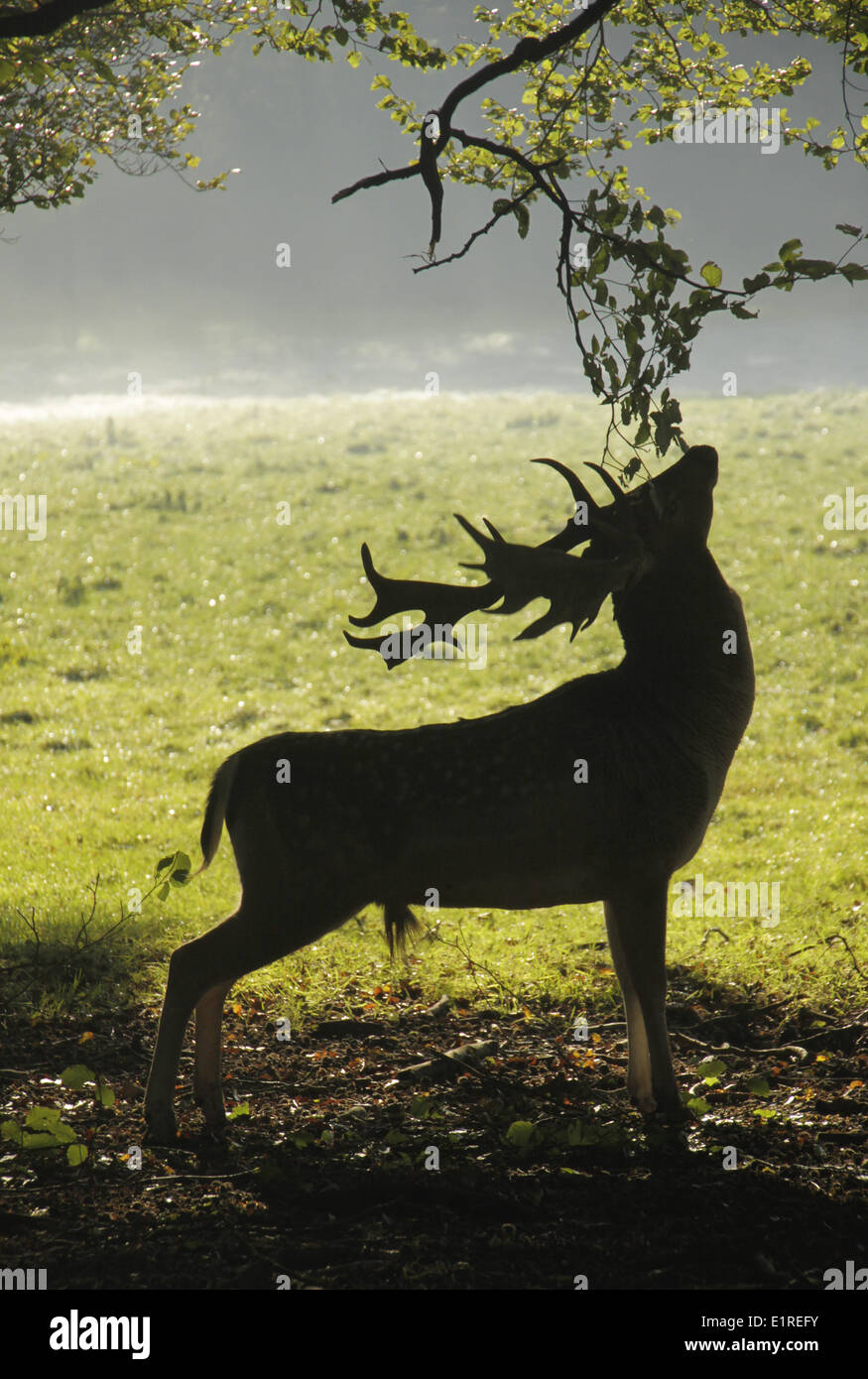 Fallow period hi-res stock photography and images - Alamy