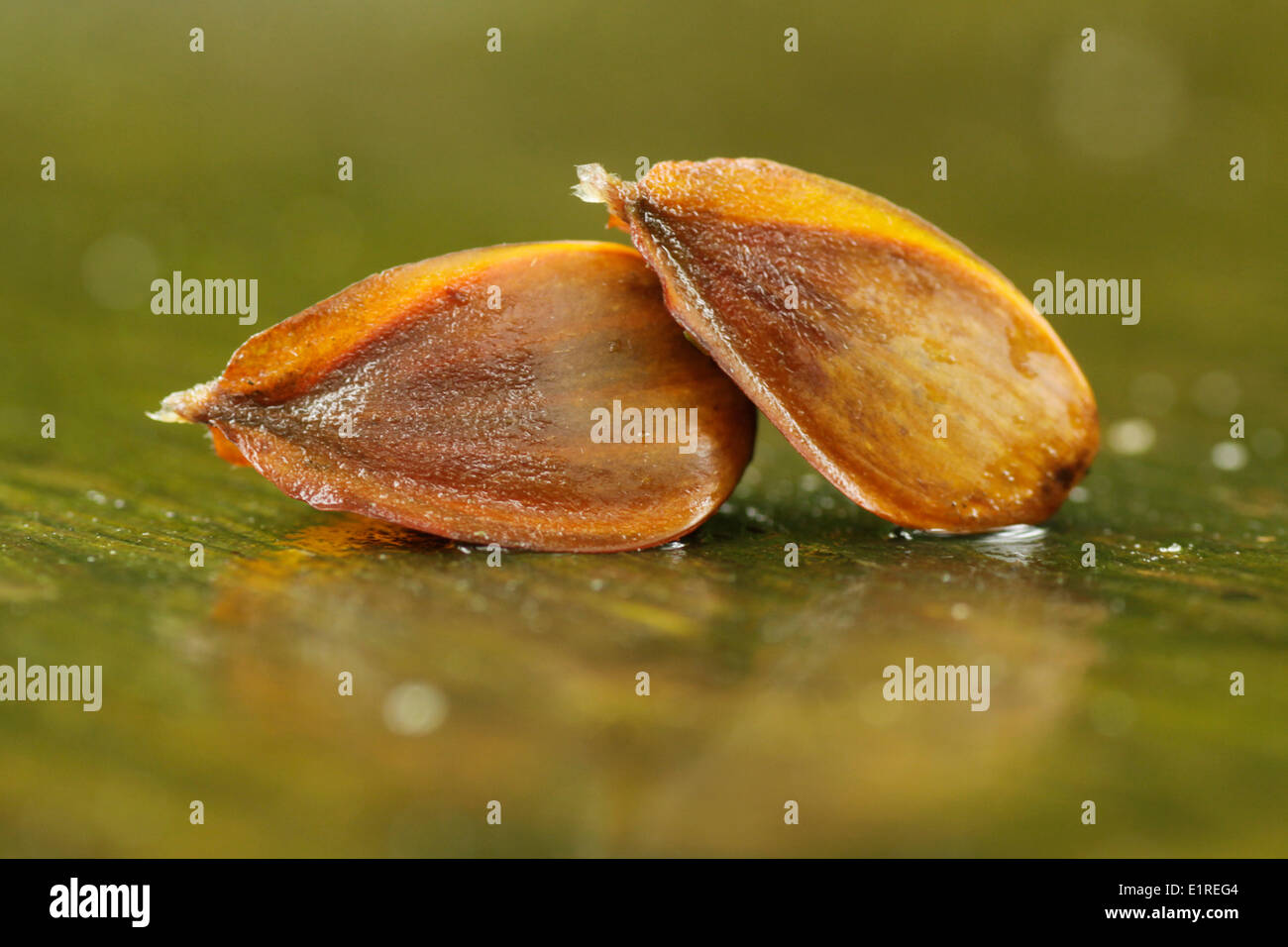 Beech nuts hi-res stock photography and images - Alamy