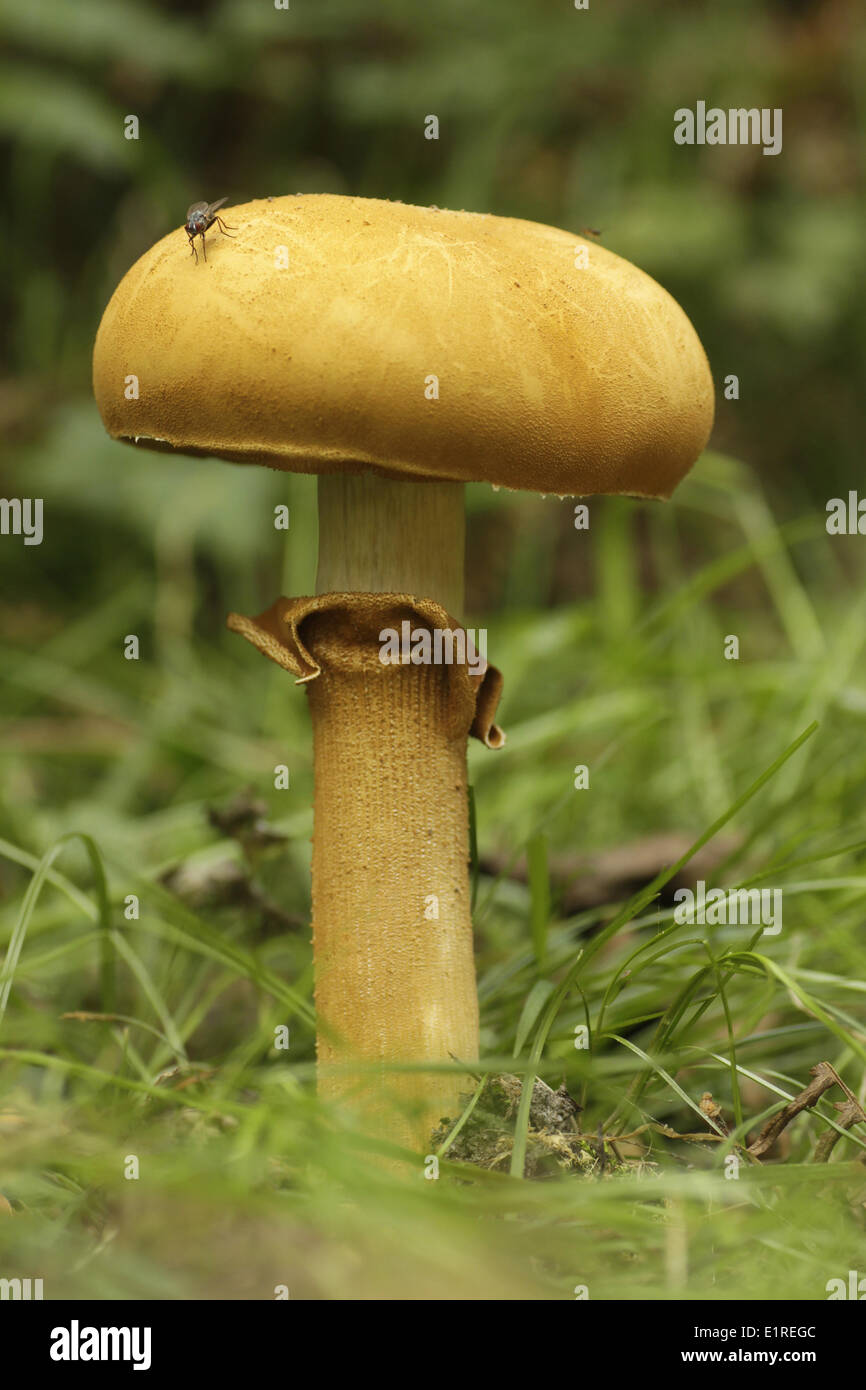 Bootleg hi-res stock photography and images - Alamy