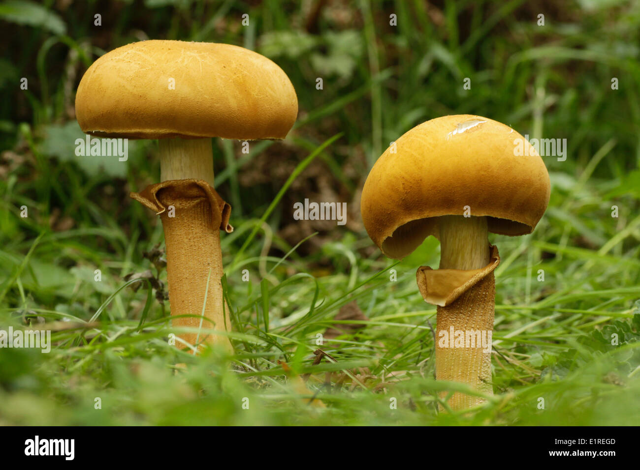 Bootleg hi-res stock photography and images - Alamy