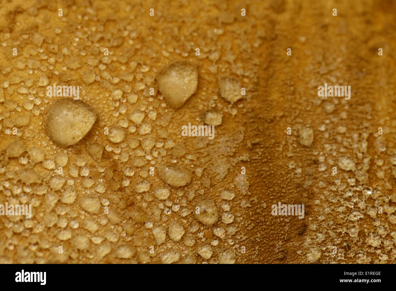 Bootleg hi-res stock photography and images - Alamy